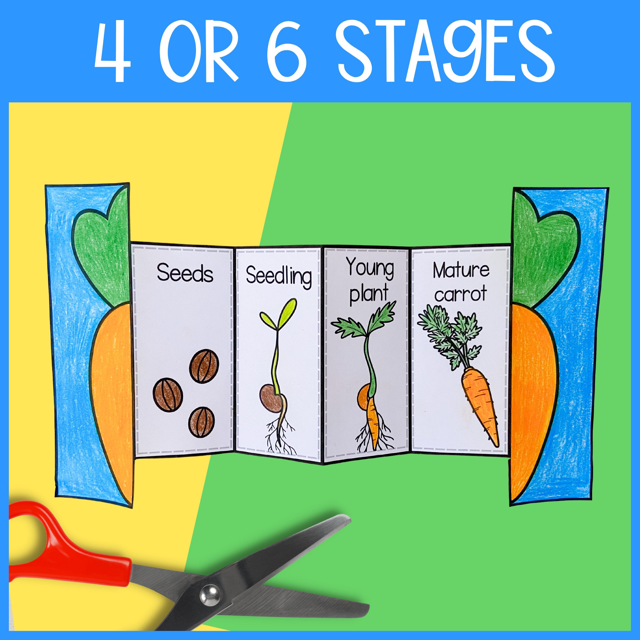 Life Cycle of a Carrot Plant Foldable Cut and Paste Sequencing Activity ...