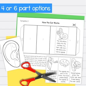 How the Human Ear Works Parts of the Ear Foldable Sequencing Activity ...