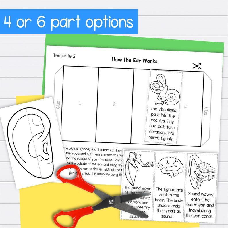 How the Human Ear Works Parts of the Ear Foldable Sequencing Activity ...
