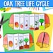 Oak Tree Life Cycle Acorn Foldable Science Foldout Craft | A4 and US ...