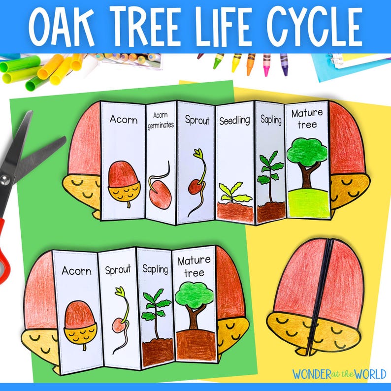 Oak Tree Life Cycle Acorn Foldable Science Foldout Craft | A4 and US ...