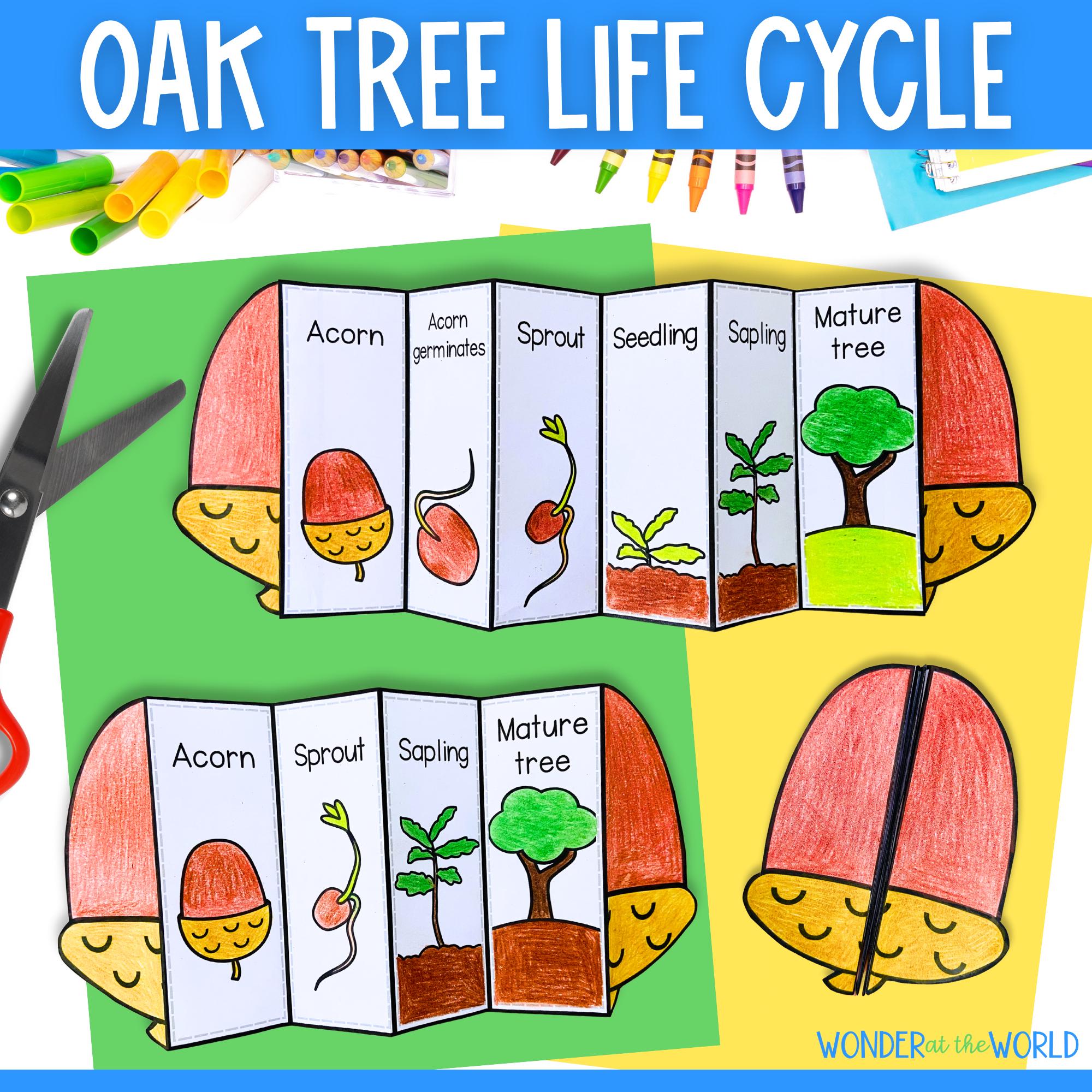 Oak Tree Life Cycle Acorn Foldable Science Foldout Craft | A4 and US ...