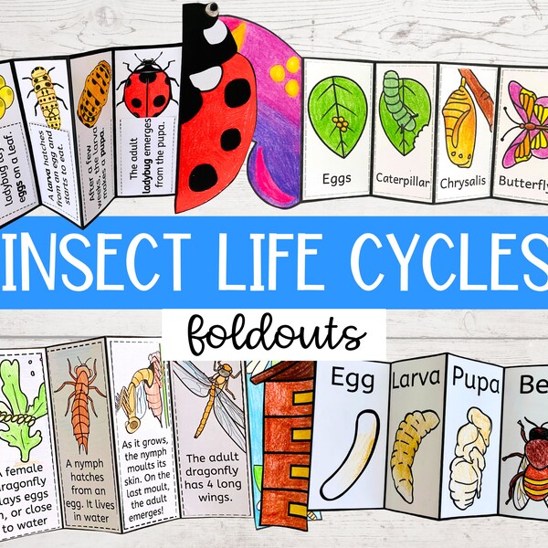 Butterfly Life Cycle - Etsy