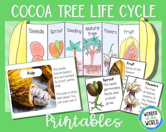 Life Cycle of a Cocoa Bean Tree Foldable Activity and - Etsy