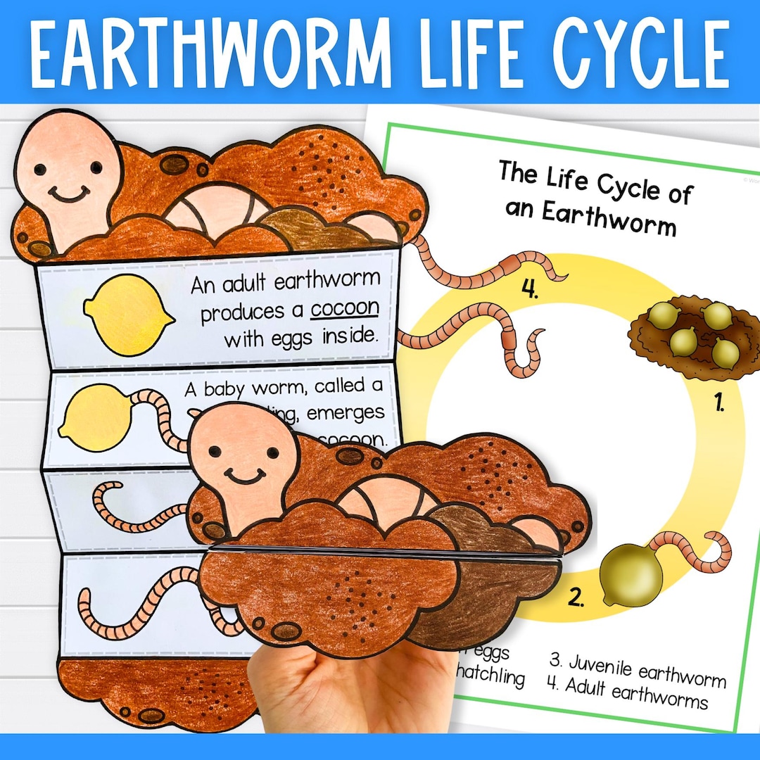 Earthworm Life Cycle Sequence and Fold Science Craft Activity | 11x8.5 ...