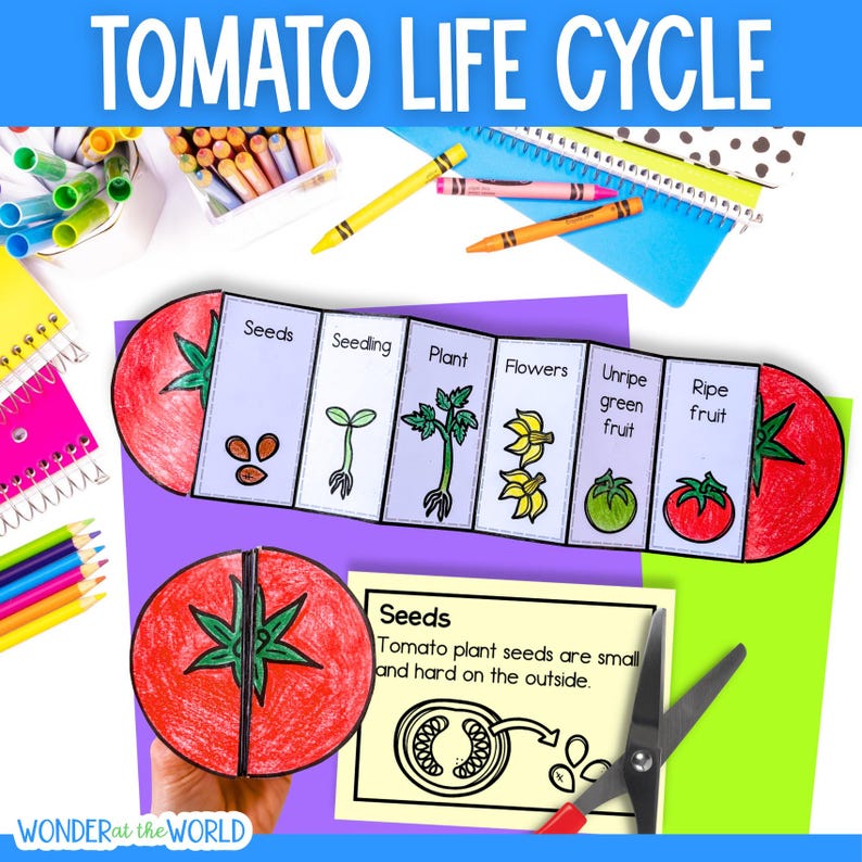 Life Cycle of a Tomato Plant Sequence and Fold Kids' Science Craft | A4 ...