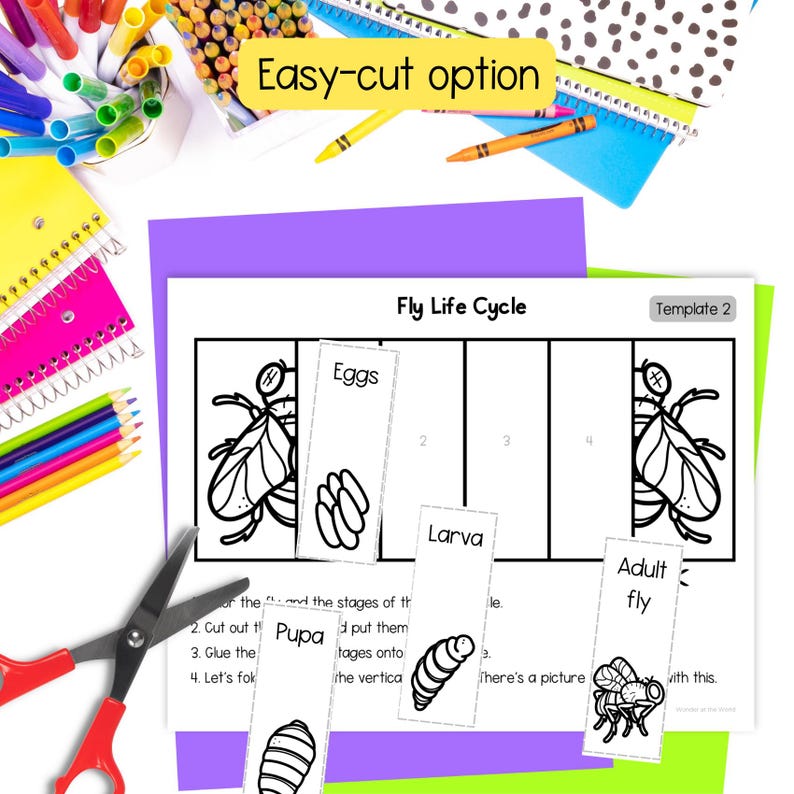 Life Cycle of a Fly Insect Sequencing Activity Cut and Paste Science ...