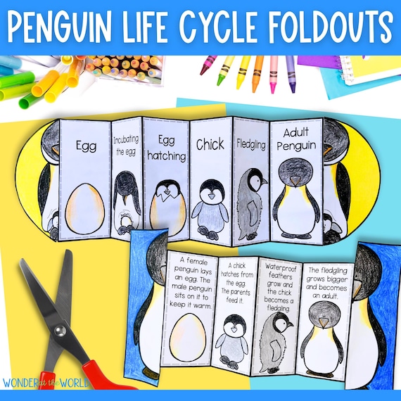 Ciclo De Vida De Un Pinguino