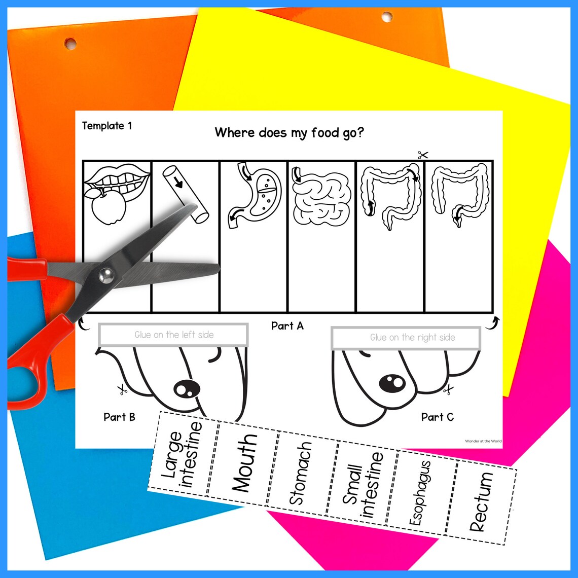 The Digestive System Foldable Kids' Activity | A4 and 11x8.5 Inch ...