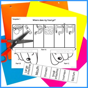 The Digestive System Foldable Kids' Activity | A4 and 11x8.5 Inch ...