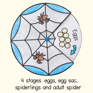 Life Cycle of a Spider Spinner Wheel Science Craft Cut and Paste ...