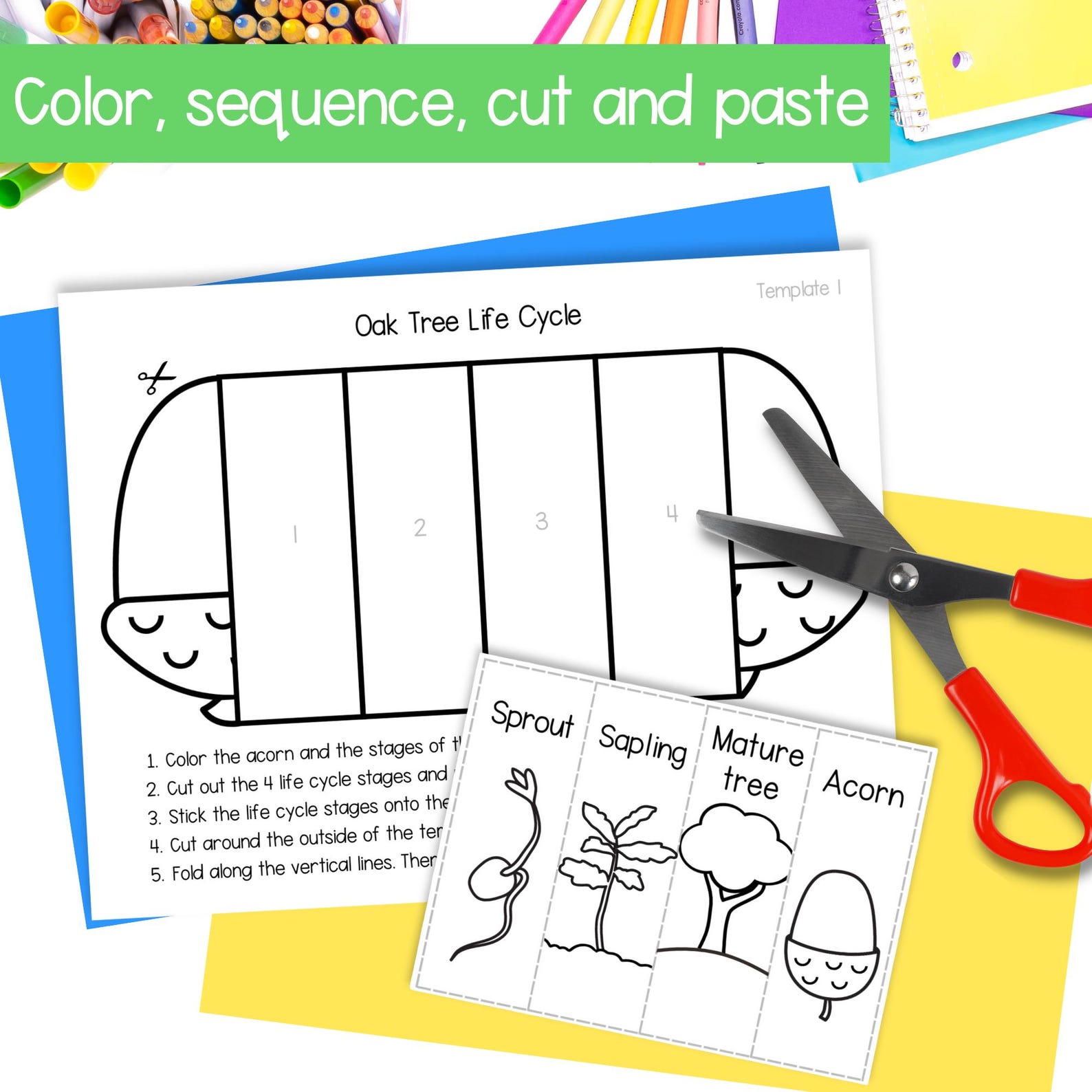 Oak Tree Life Cycle Acorn Foldable Science Foldout Craft | A4 and US ...