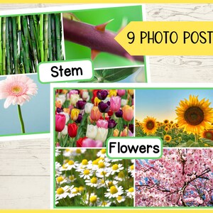 Plants Science Display for Classroom | Bulletin Board Display | Plant ...