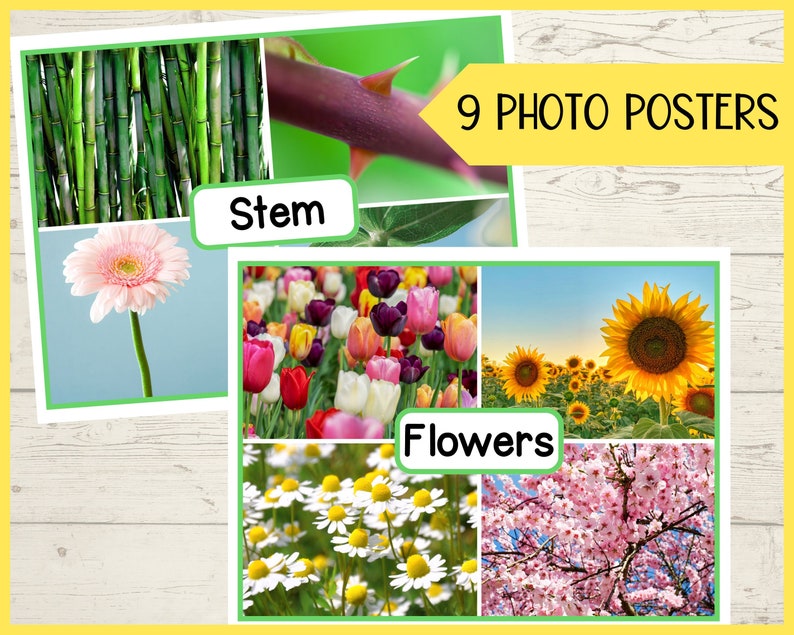 Plants Science Display for Classroom | Bulletin Board Display | Plant ...