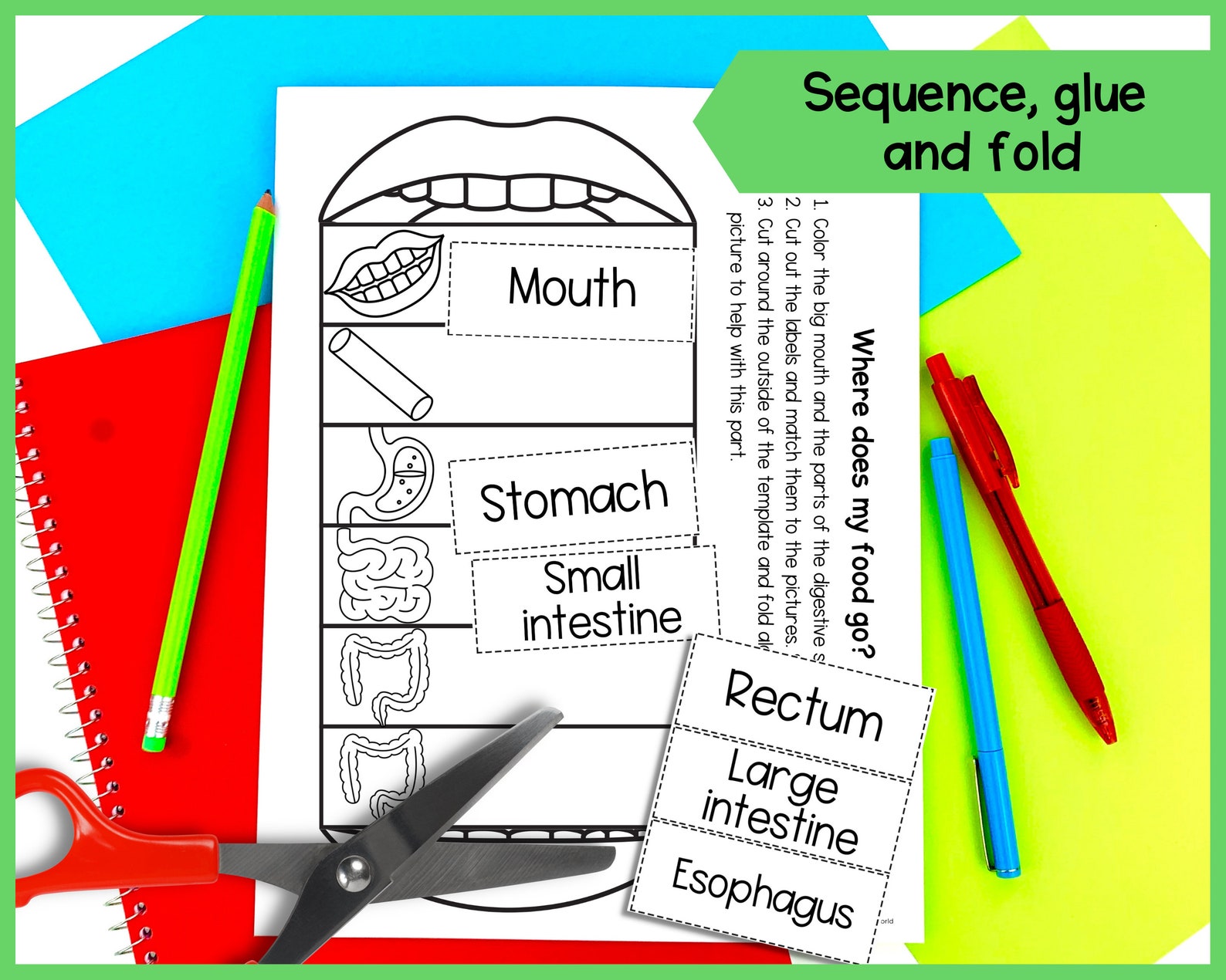 The Digestive System Foldable Kids' Activity A4 and - Etsy