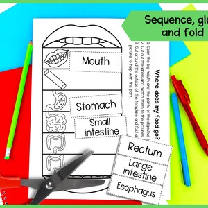 The Digestive System Foldable Kids' Activity | A4 and 11x8.5 Inch ...
