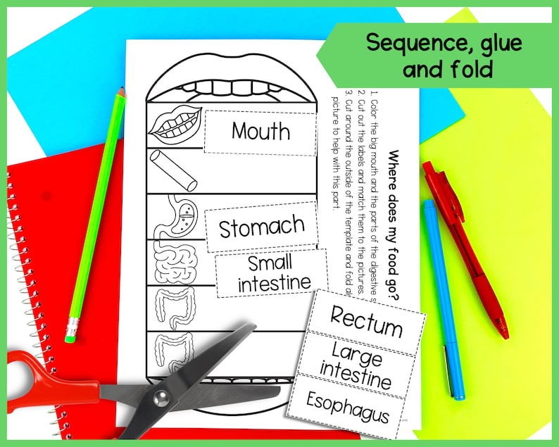 The Digestive System Foldable Kids' Activity | A4 and 11x8.5 Inch ...