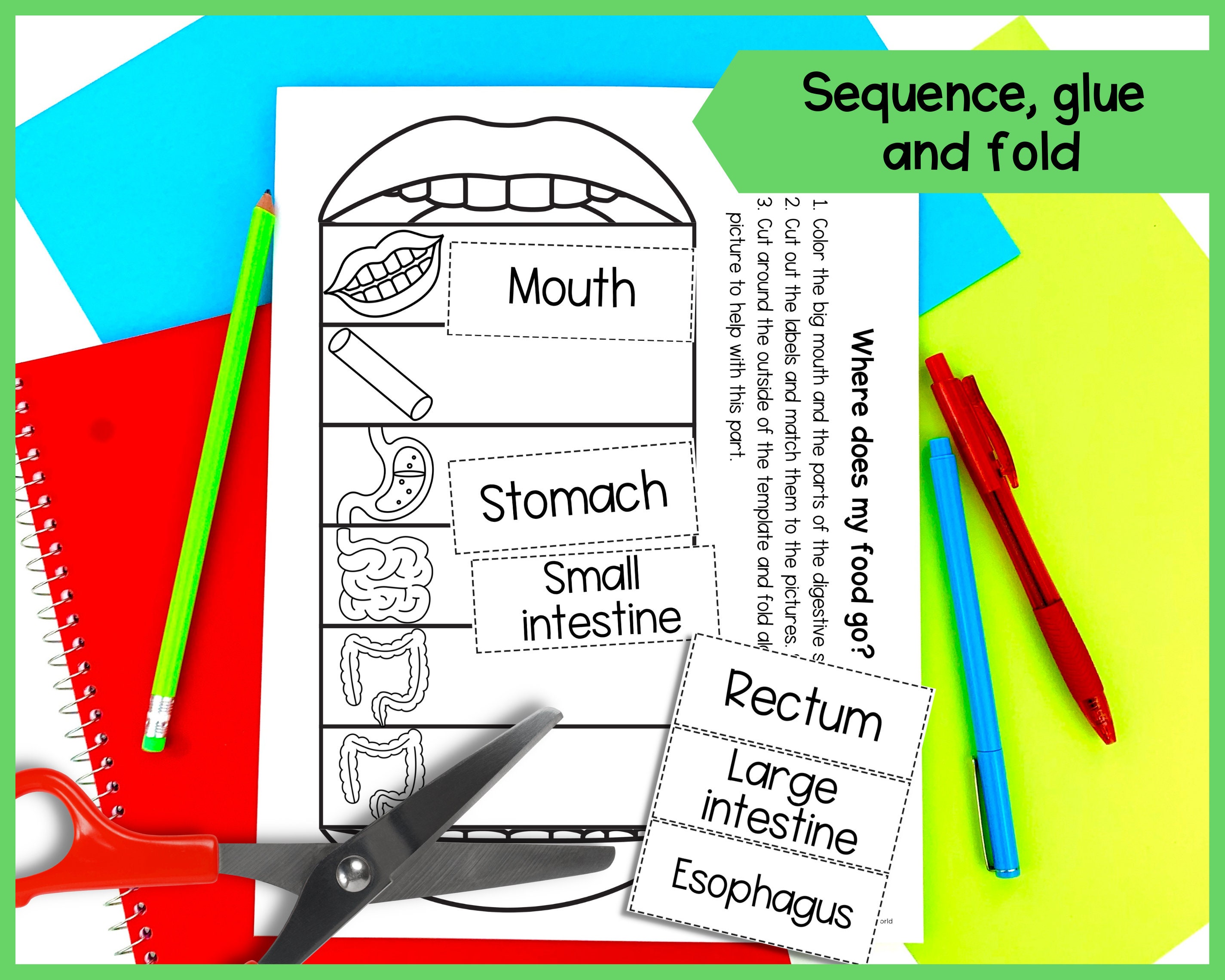 The Digestive System Foldable Kids' Activity A4 and - Etsy