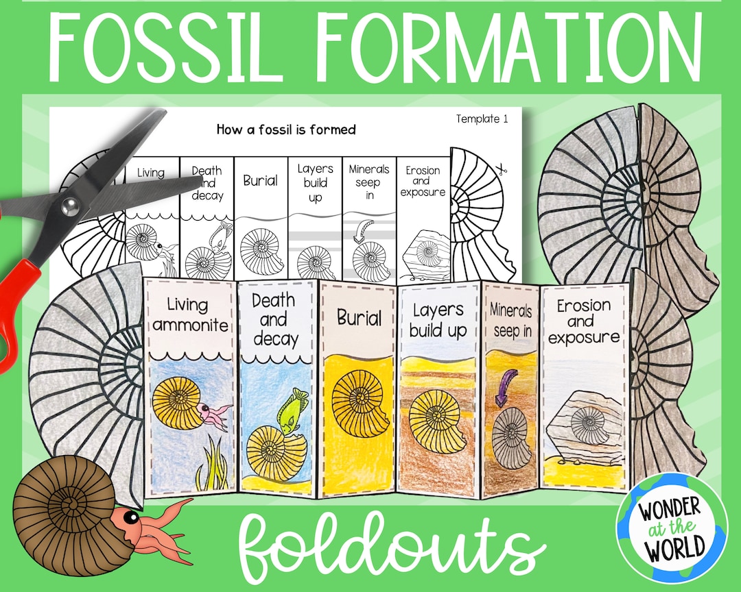 How a Fossil is Formed Foldable Activity for Kids A4 and 11x8.5 Inch Digital Download Science ...