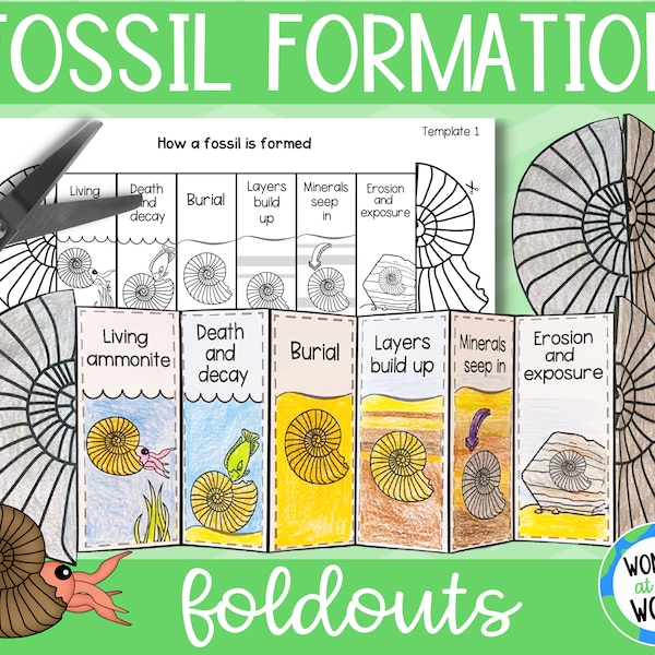 Fossils - Etsy