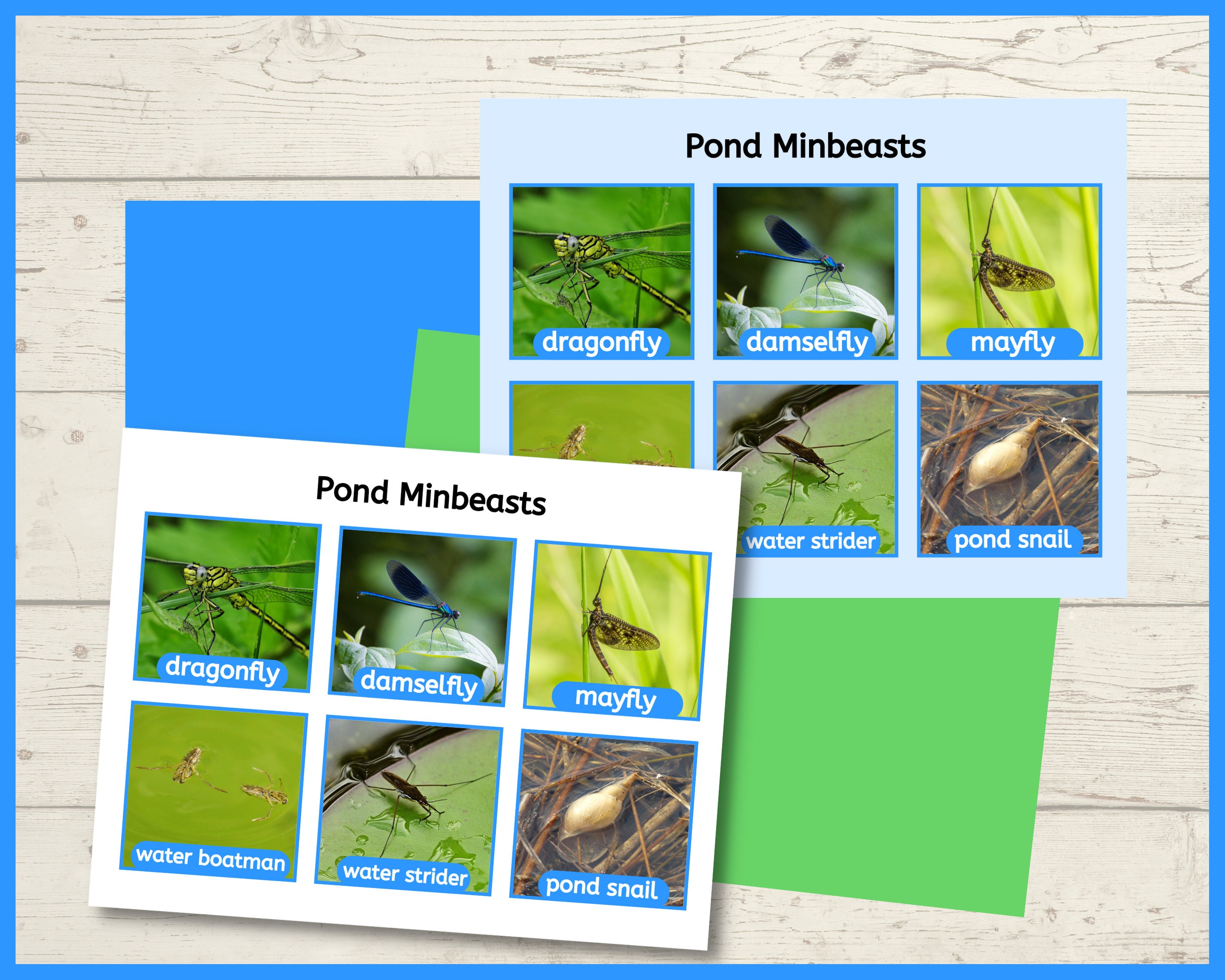 Minibeast Classroom Science Display Printables for Teachers UK and US ...