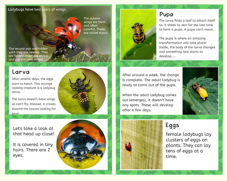 Insect Life Cycles Google Slides Presentation Lessons for Butterfly ...
