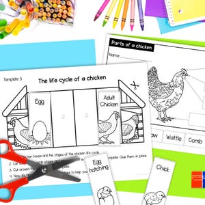 Life Cycle of a Chicken Foldable Kids' Spring Craft Activity | A4 and ...