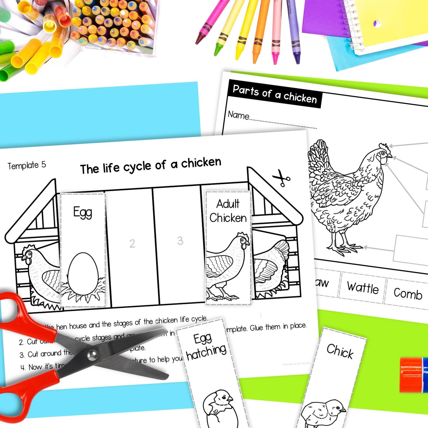 Life Cycle of a Chicken Foldable Kids' Spring Craft Activity | A4 and ...
