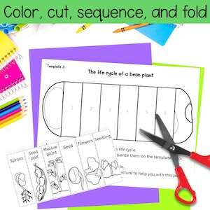 Life Cycle of a Bean Plant Sequence and Fold Kids' Craft Science ...