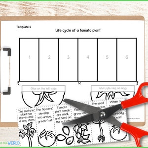 Life Cycle of a Tomato Plant Foldable Kids' Craft A4 and | Etsy
