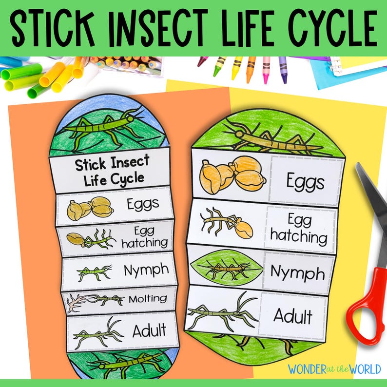 Life Cycle and Parts of a Stick Insect Cut and Paste Science Activities ...