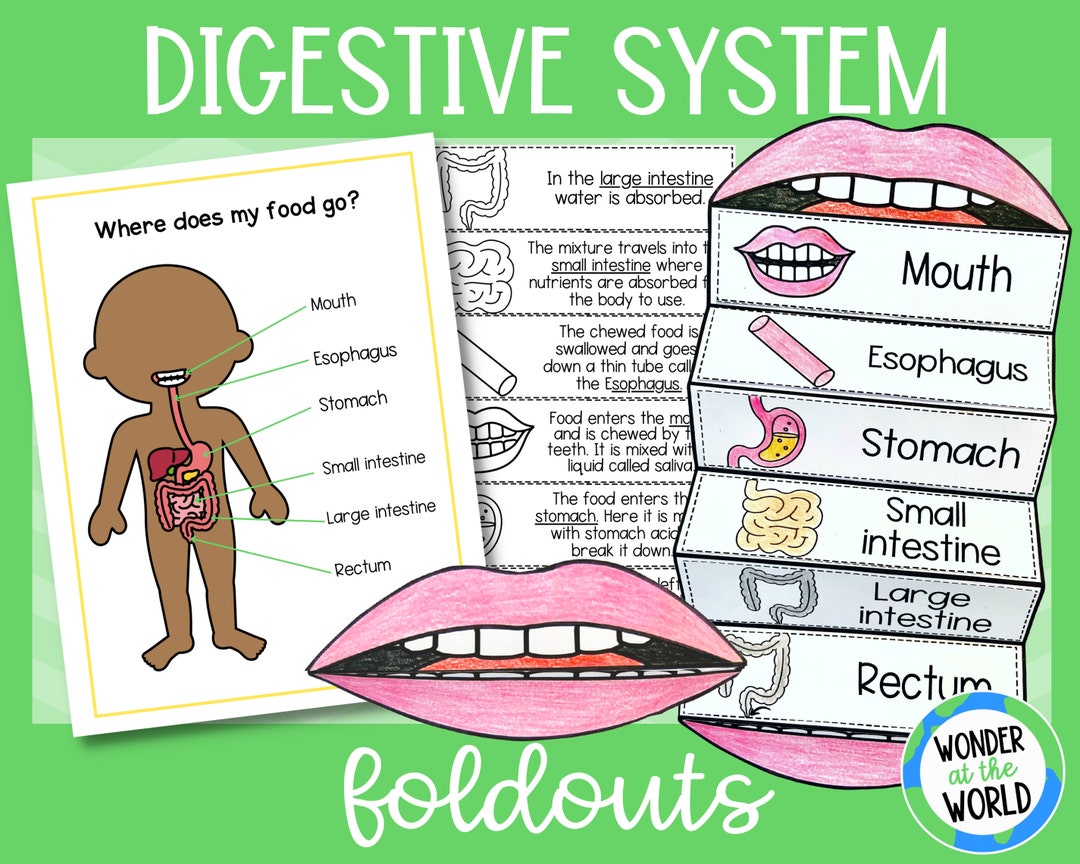 The Digestive System Foldable Kids' Activity A4 and 11x8.5 Inch Digital ...