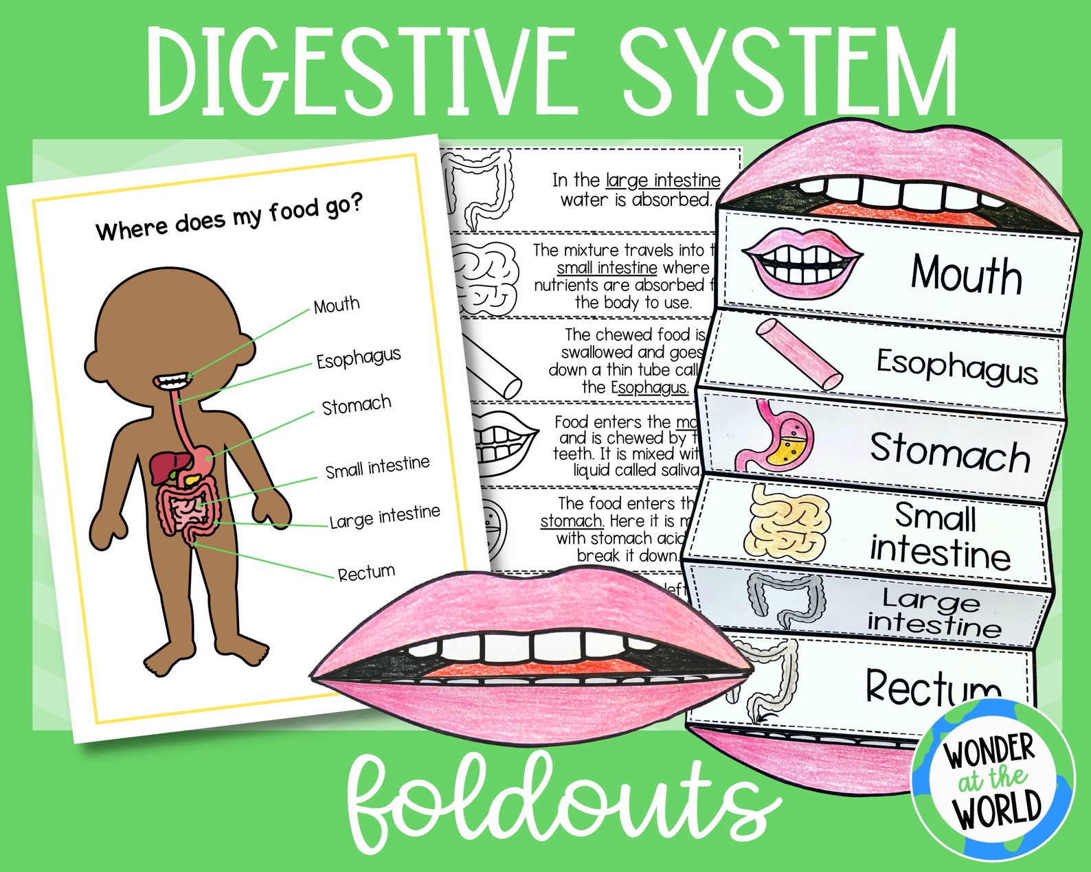 The Digestive System Foldable Kids' Activity A4 and - Etsy