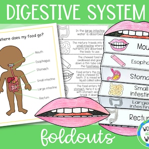 The Digestive System Foldable Kids' Activity A4 and 11x8.5 Inch Digital ...