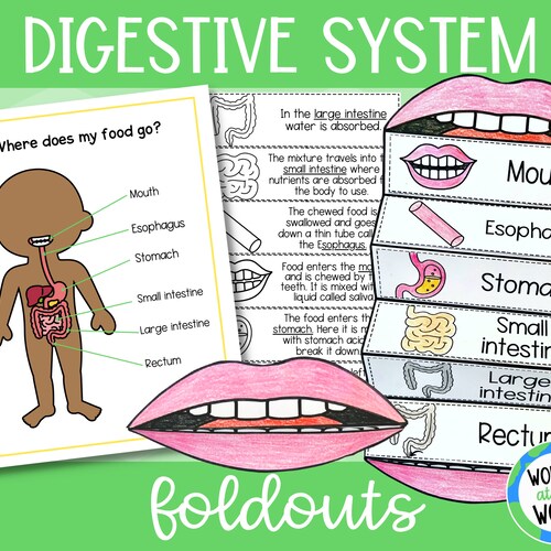 The Digestive System Foldable Kids' Activity A4 and - Etsy