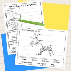 Life Cycle of a Praying Mantis Insect Foldable Sequencing Activity Cut ...