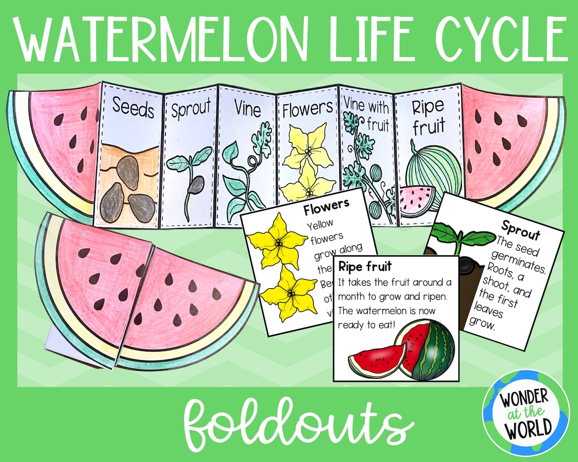 Life Cycle of a Watermelon Plant Foldable Kids' Craft A4 - Etsy