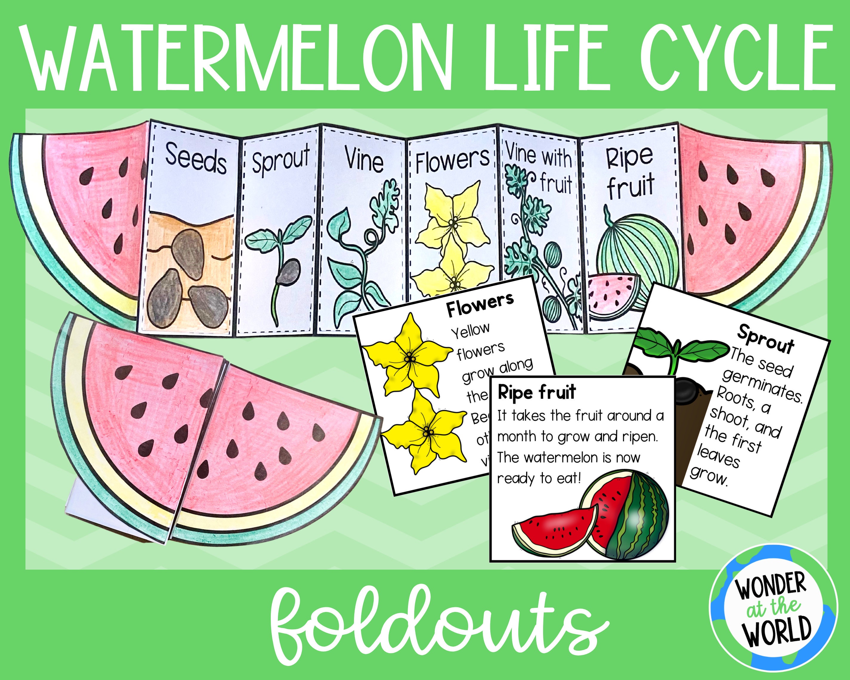 Life Cycle of a Watermelon Plant Foldable Kids' Craft A4 - Etsy UK