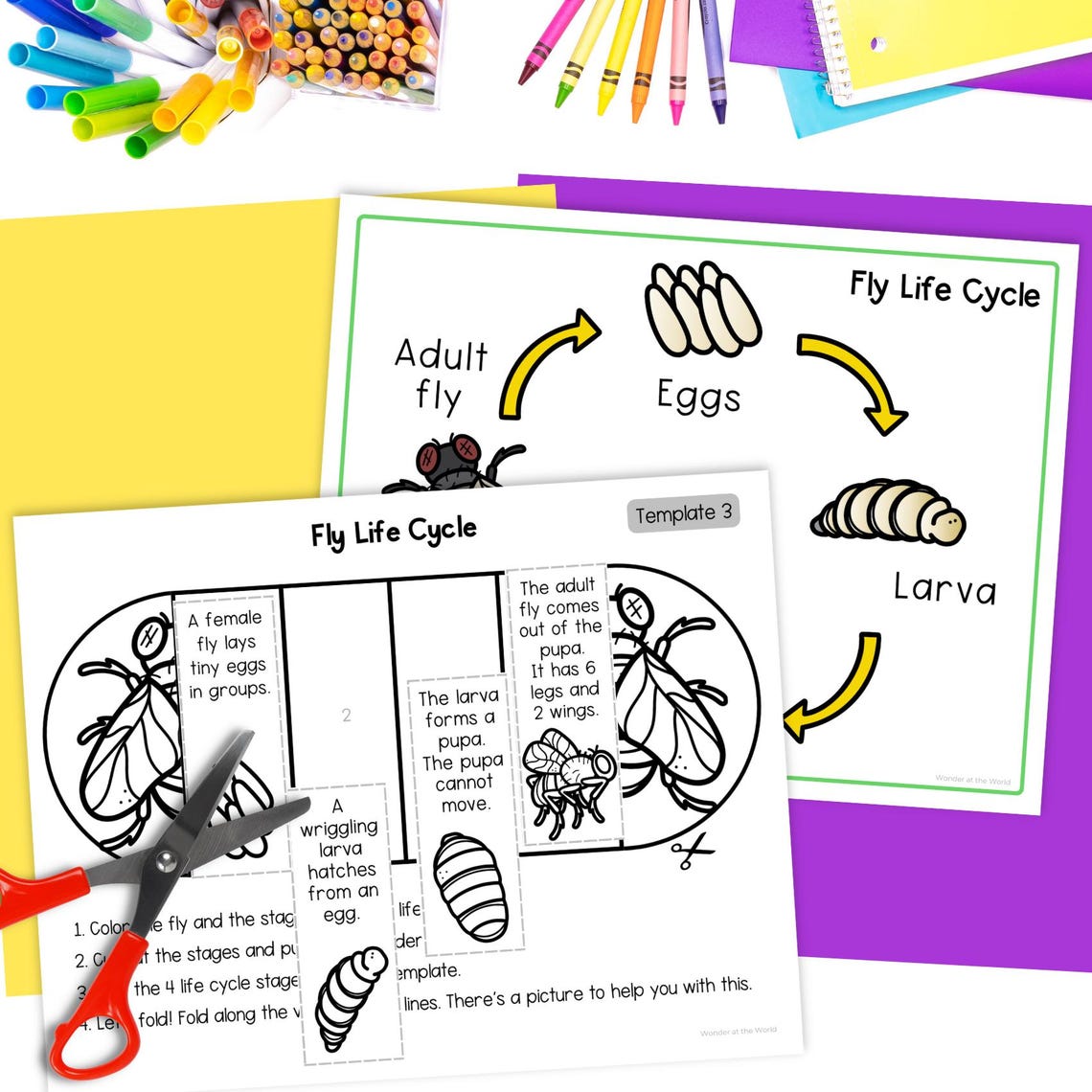 Life Cycle of a Fly Insect Sequencing Activity Cut and Paste Science ...