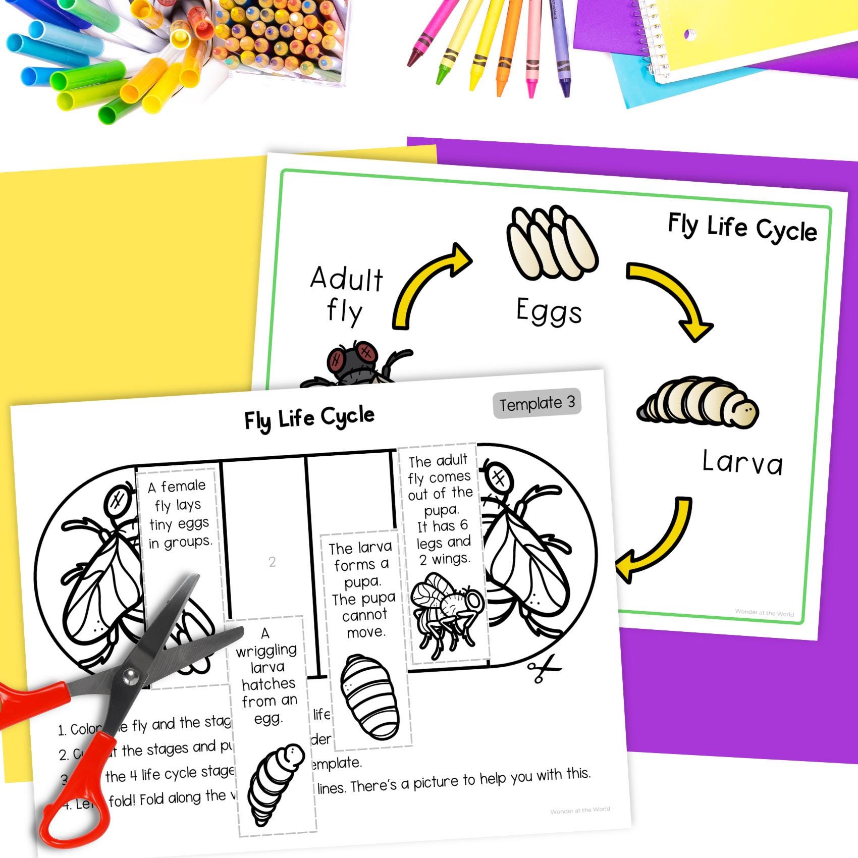 Life Cycle of a Fly Insect Sequencing Activity Cut and Paste Science ...