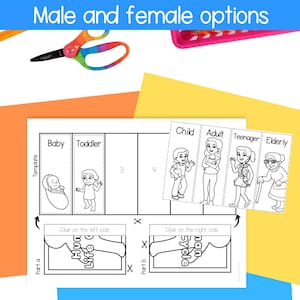 Human Life Cycle Sequence and Fold Activity for Kids | Printable US ...