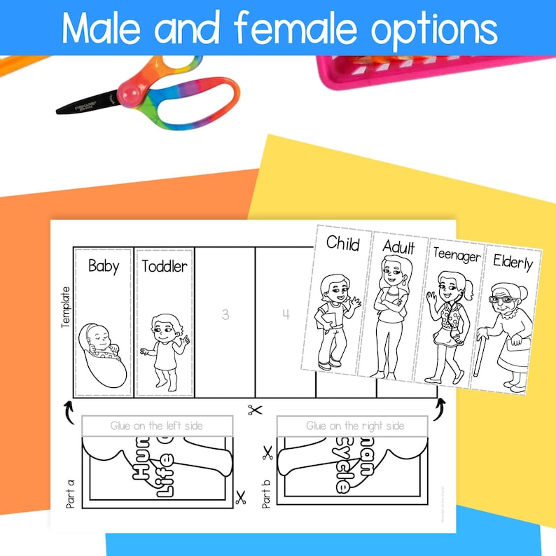 Human Life Cycle Sequence and Fold Activity for Kids | Printable US ...