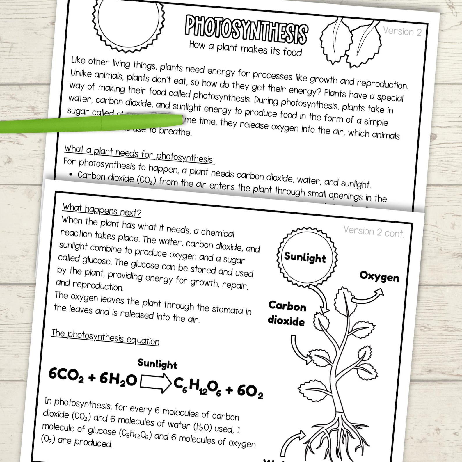 Photosynthesis Foldable Activities Cut and Paste for Interactive ...