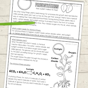 Photosynthesis Foldable Activities Cut and Paste for Interactive ...