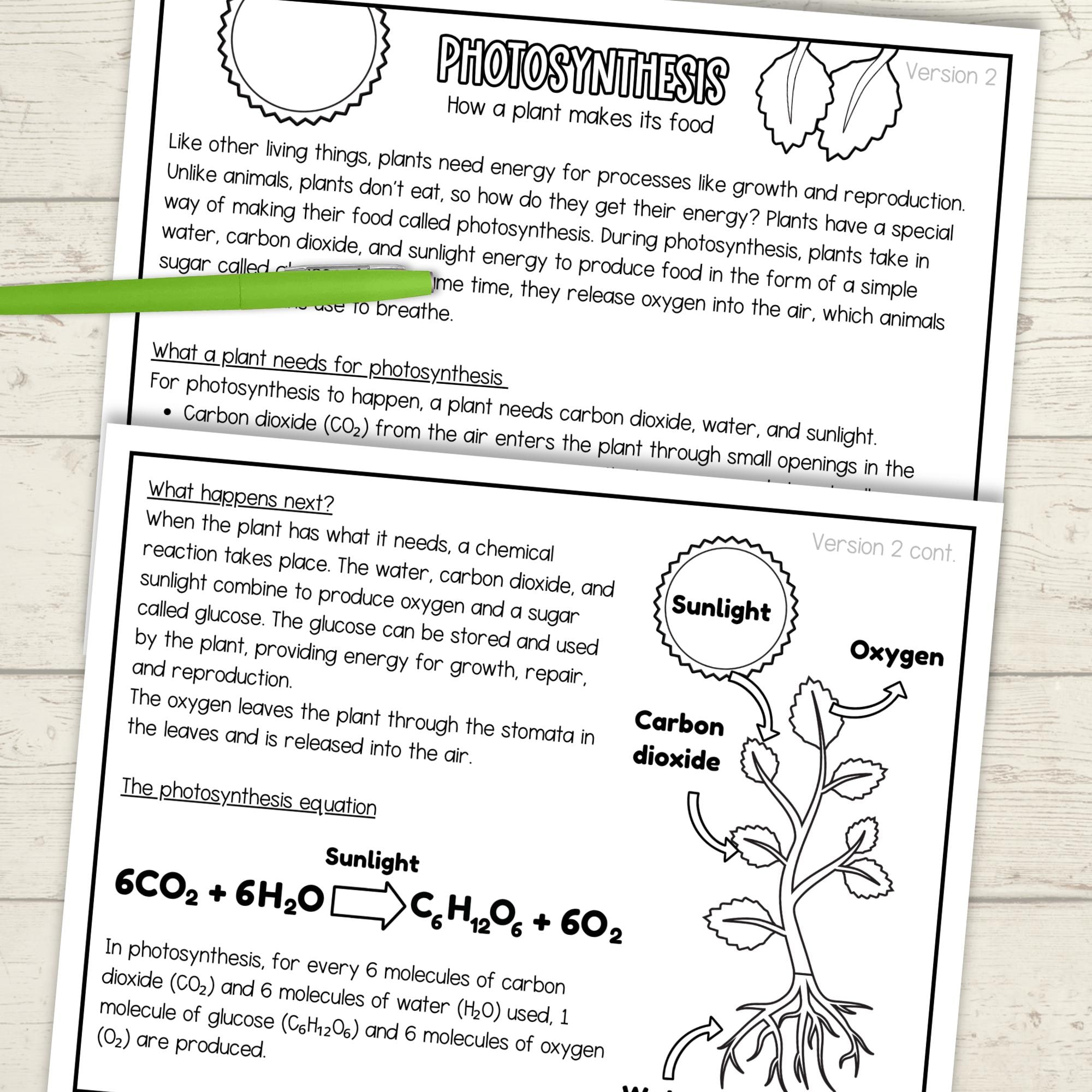 Photosynthesis Foldable Activities Cut and Paste for Interactive ...