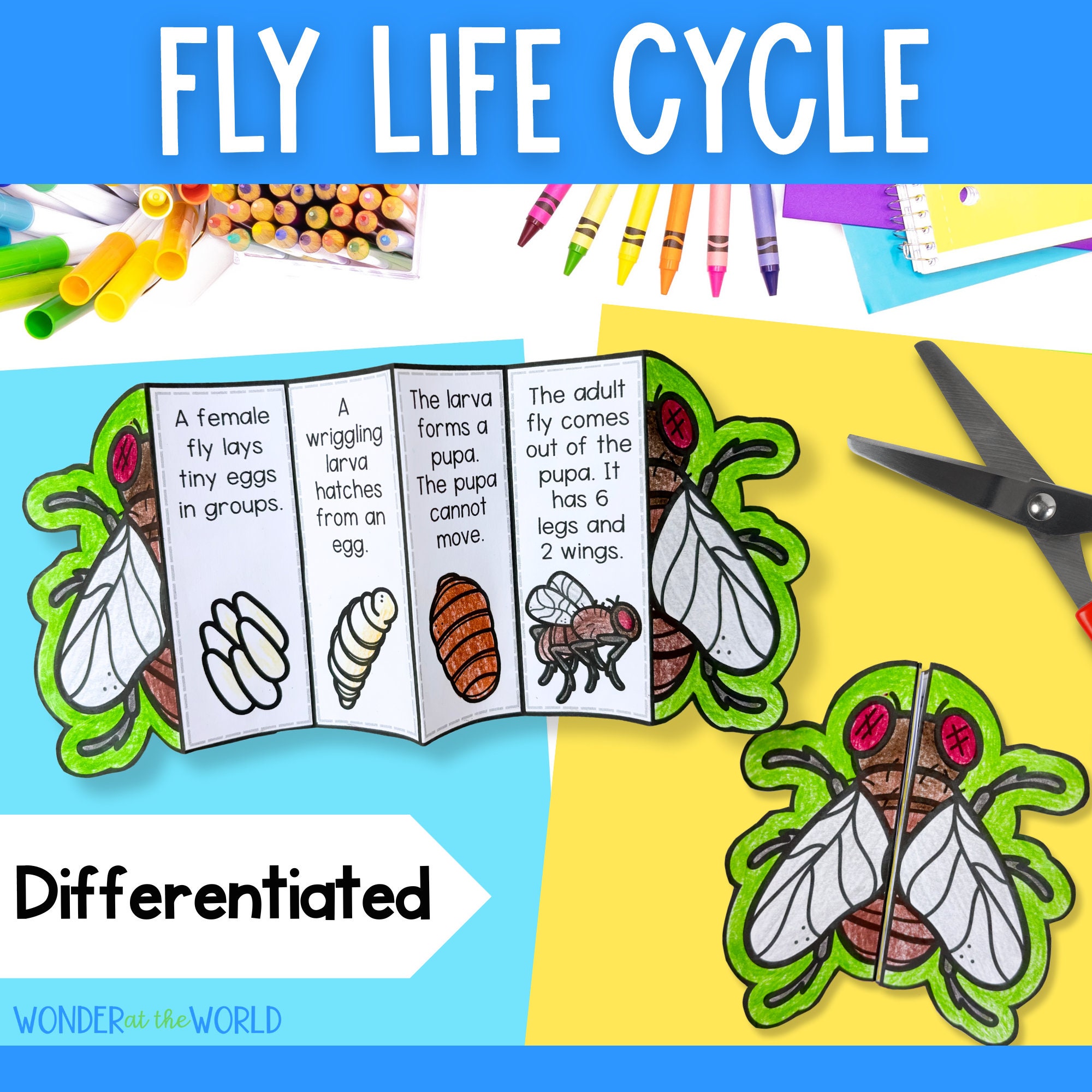 Life Cycle of a Fly Foldable Insect Activity Cut and Paste Science ...