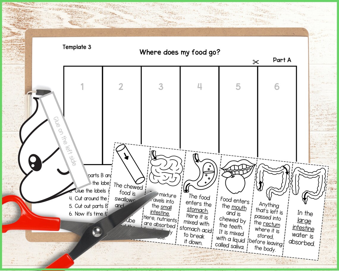 The Digestive System Foldable Kids' Activity A4 and | Etsy