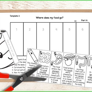 The Digestive System Foldable Kids' Activity A4 and | Etsy