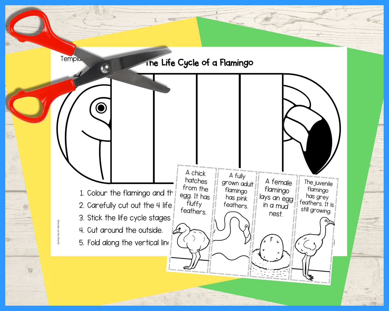 Life Cycle of a Flamingo Foldable Kids' Science Craft Sequencing ...