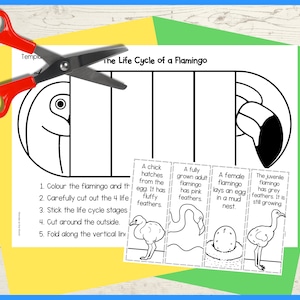Life Cycle of a Flamingo Foldable Kids' Science Craft Sequencing ...